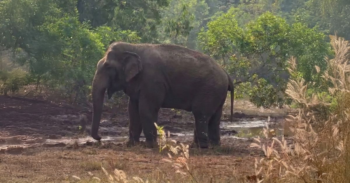 Meet P’Duan (Mu Si): The Famous Wild Elephant of Khao Yai